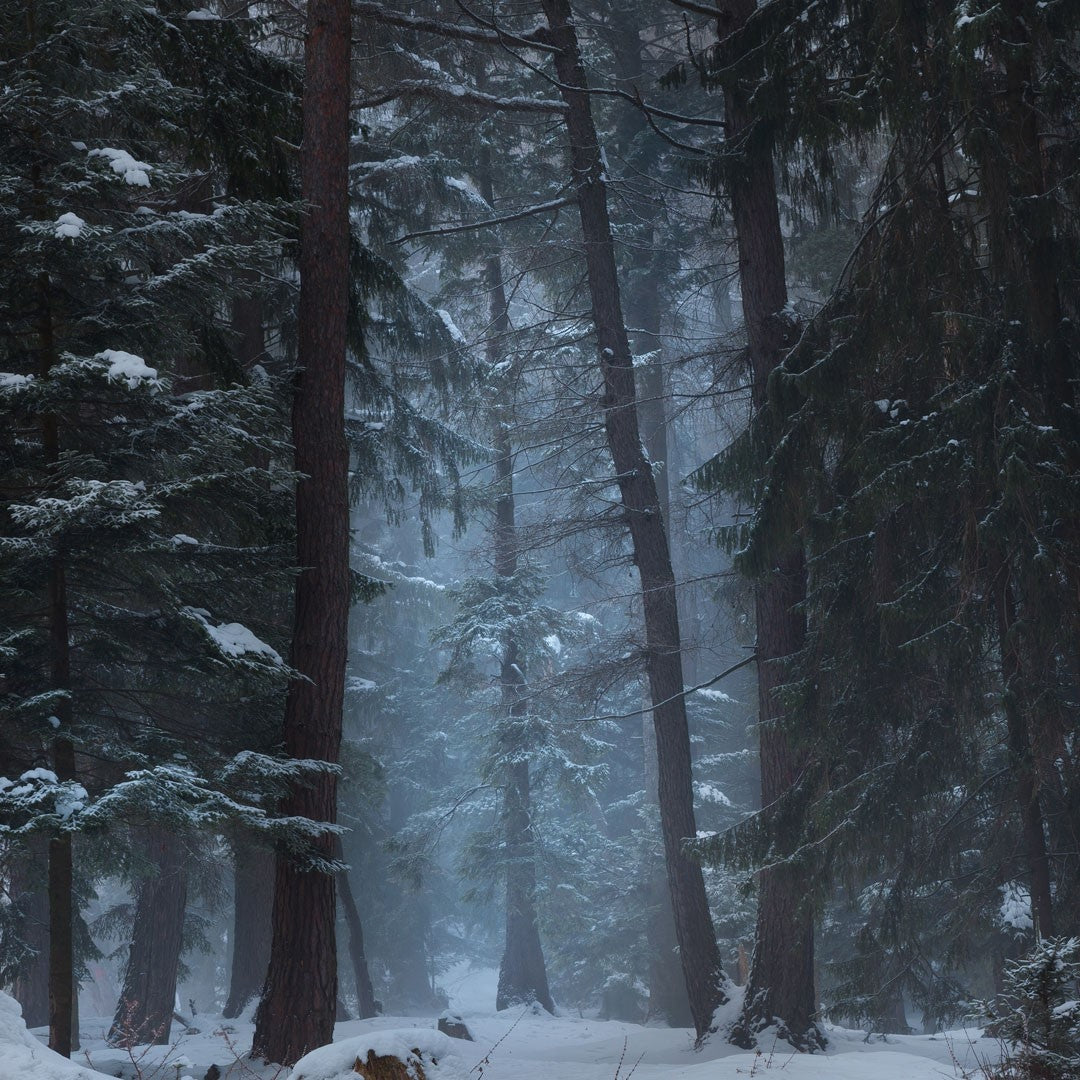 Yuletide Creatures: Meet the Yule Elves, Spirits, & Demons of Yore