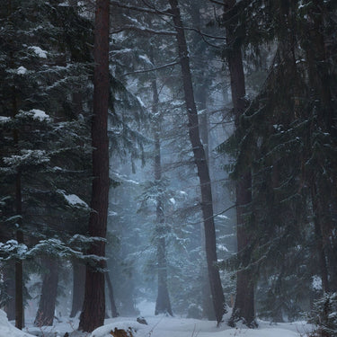 Yuletide Creatures: Meet the Yule Elves, Spirits, & Demons of Yore