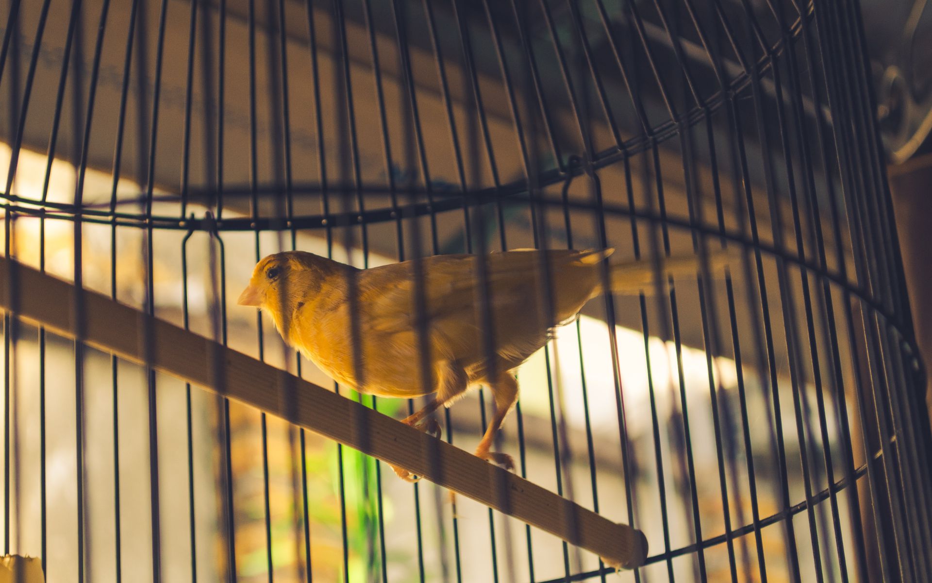 What Happened to the Canary in the Coal Mine?