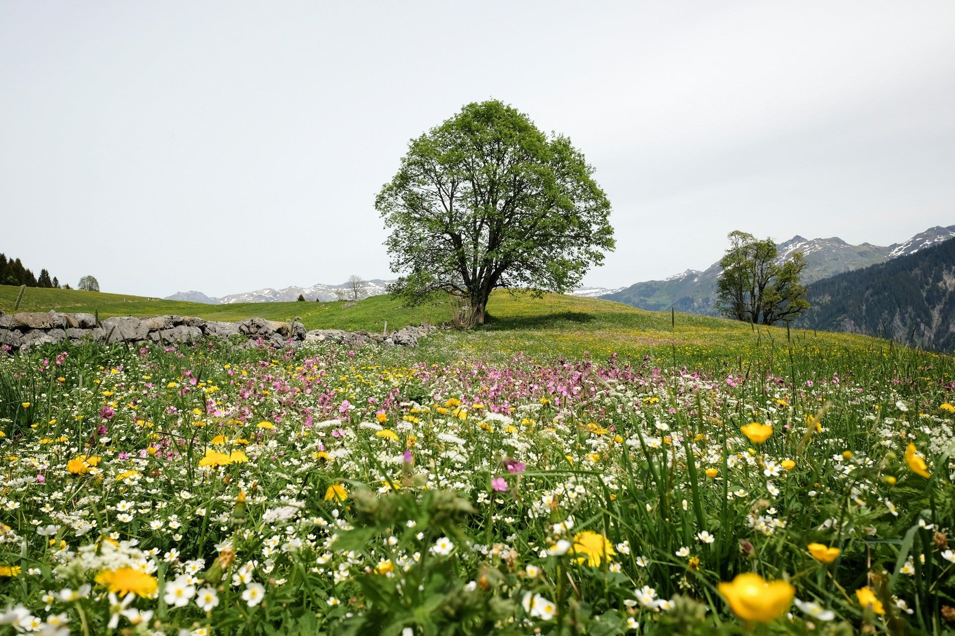 Was Ostara a Real Goddess? – Sea Witch Botanicals